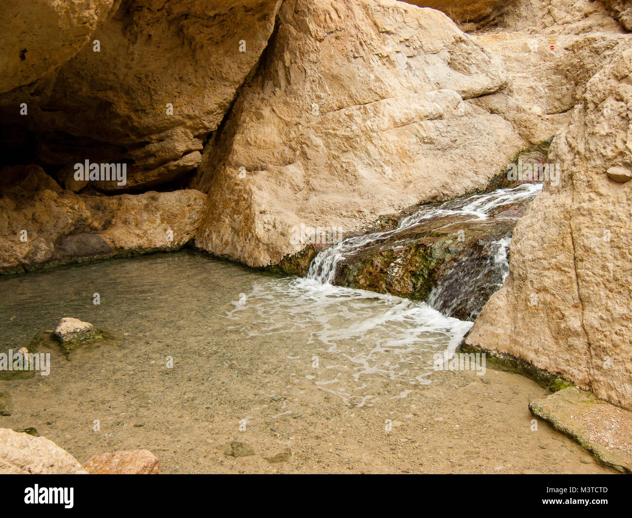 Nature in the Wadi Bokek reserve of the Judean desert in Israel Stock Photo - Alamy