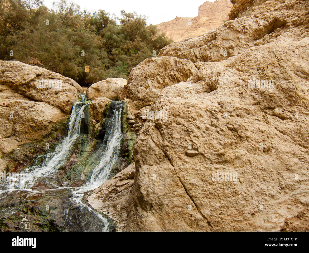Nature in the Wadi Bokek reserve of the Judean desert in Israel Stock Photo - Alamy