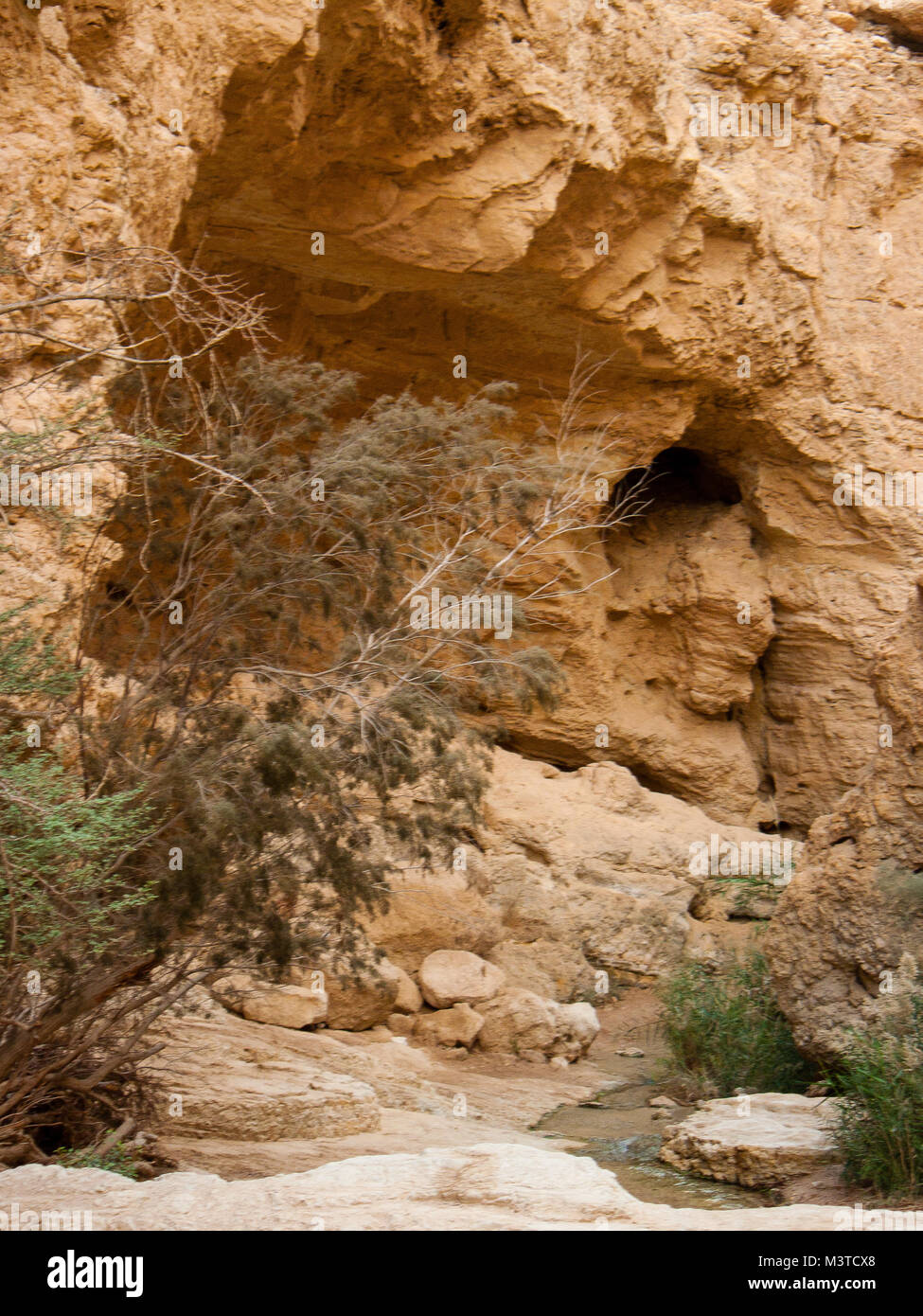 Nature in the Wadi Bokek reserve of the Judean desert in Israel Stock ...