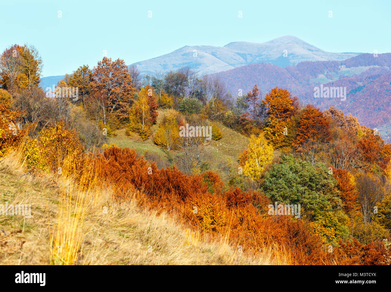 Autumn Carpathian mountains landscape with multicolored trees on slope ...