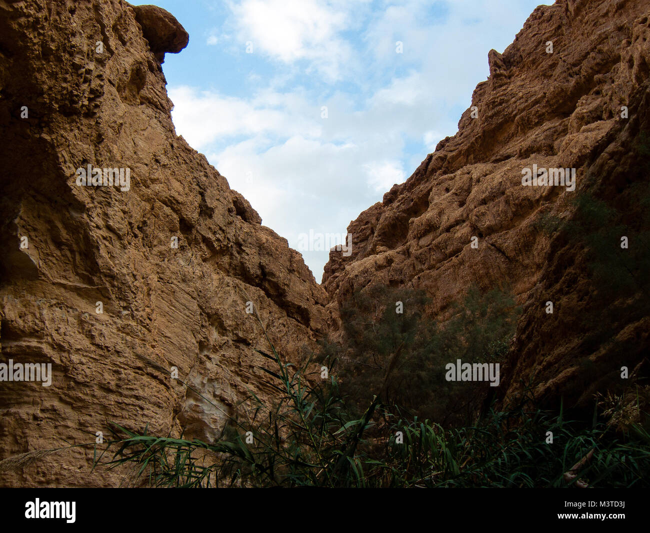 Nature in the Wadi Bokek reserve of the Judean desert in Israel Stock ...