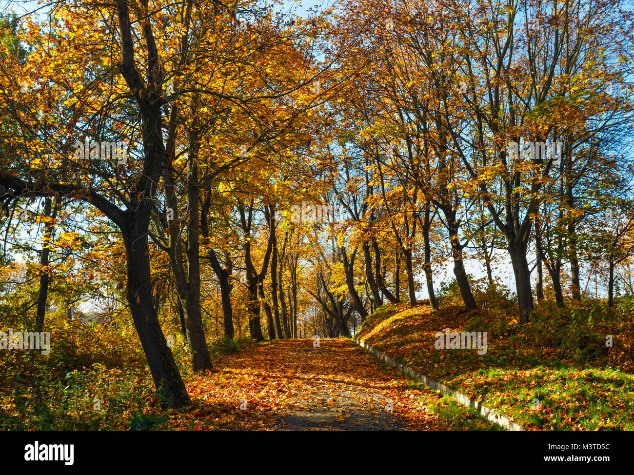 Autumn yellow maple trees in sunny city park Stock Photo - Alamy