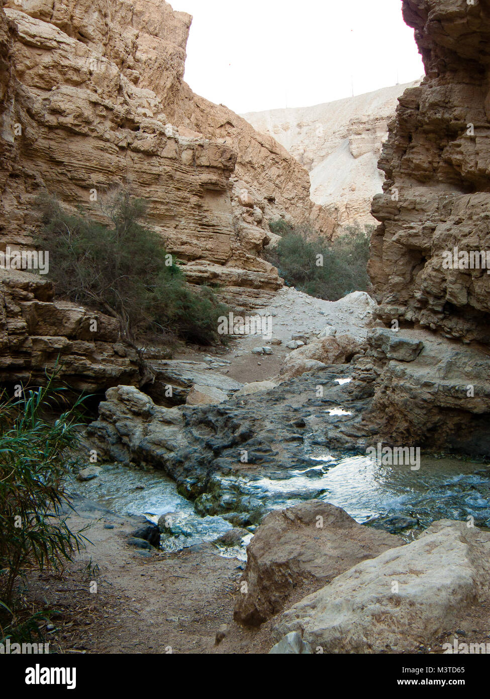 Nature in the Wadi Bokek reserve of the Judean desert in Israel Stock Photo - Alamy