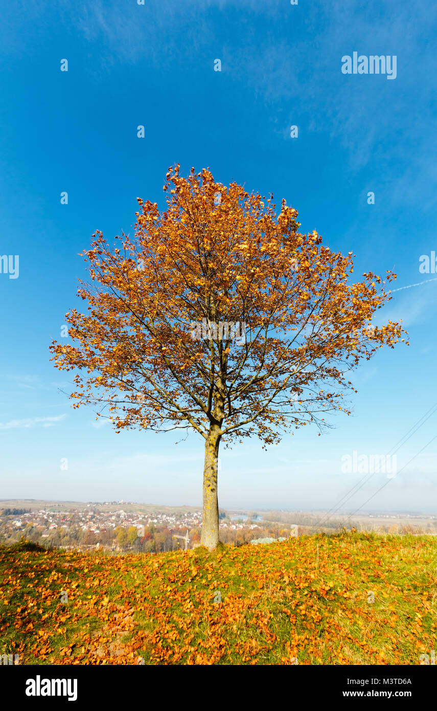 Lonely autumn maple tree on sunny hill top on blue sky background Stock ...