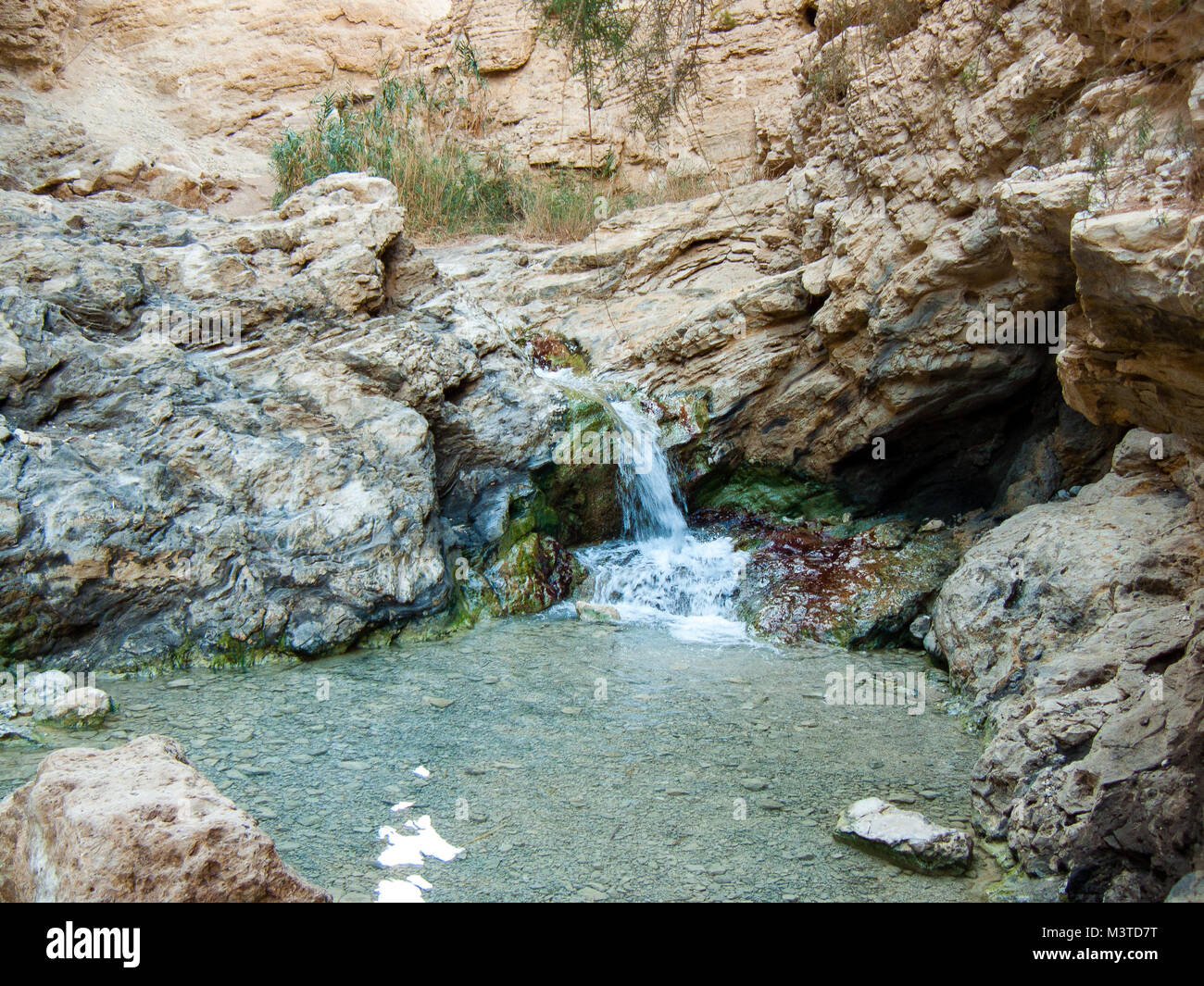 Nature in the Wadi Bokek reserve of the Judean desert in Israel Stock Photo - Alamy