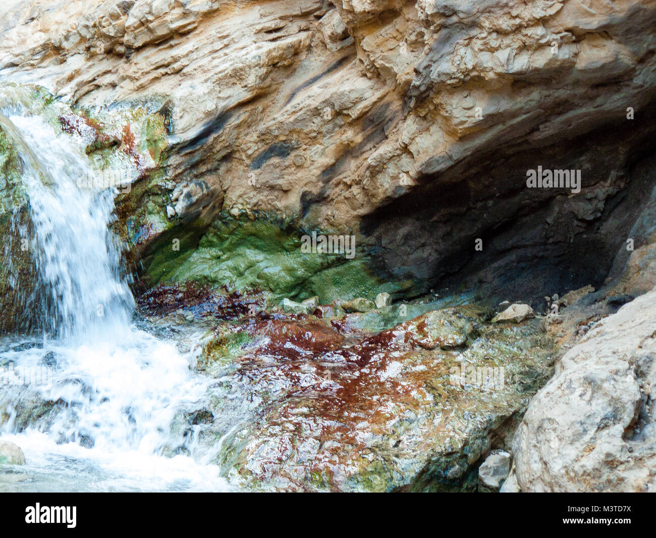 Nature in the Wadi Bokek reserve of the Judean desert in Israel Stock ...