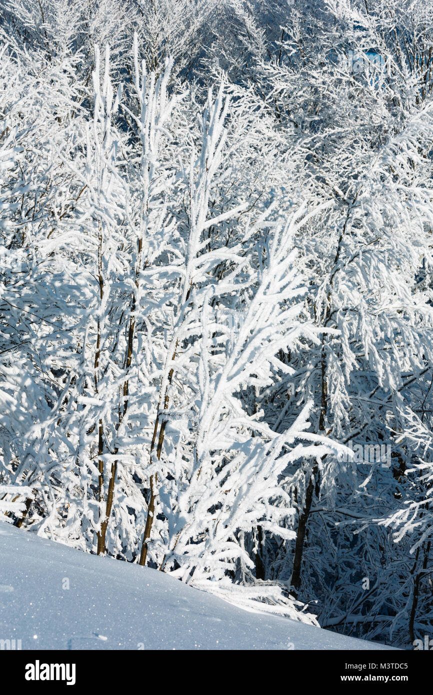 Morning winter calm mountain landscape with beautiful frosting trees ...