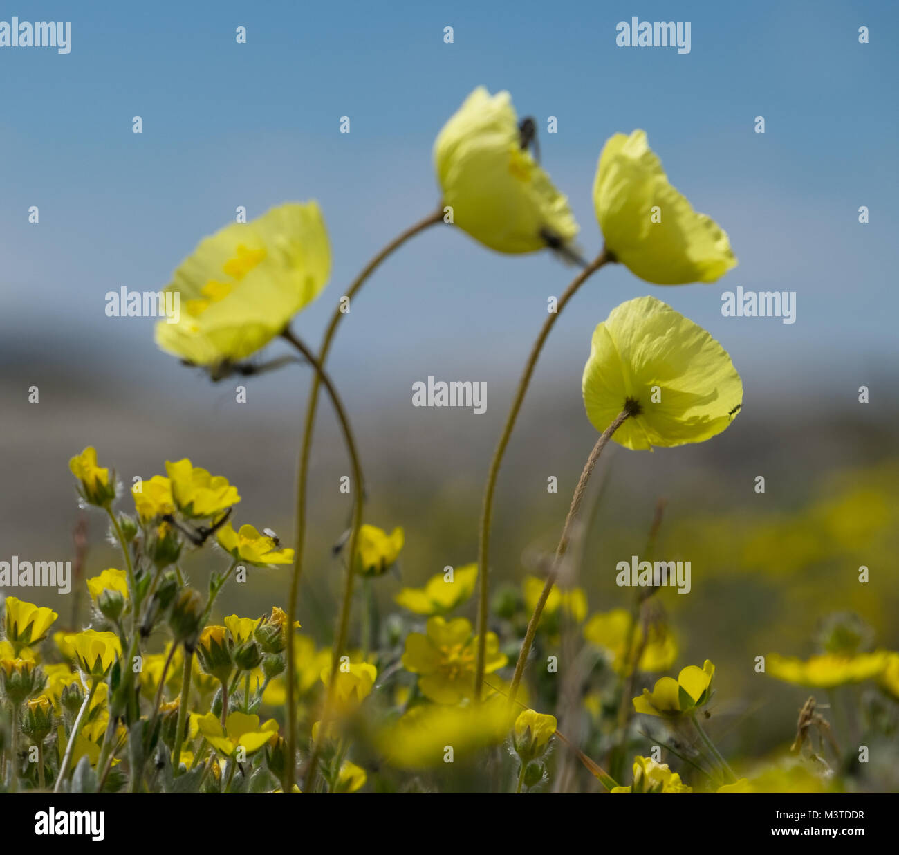 the polar poppy in the mountains of Asia Stock Photo - Alamy