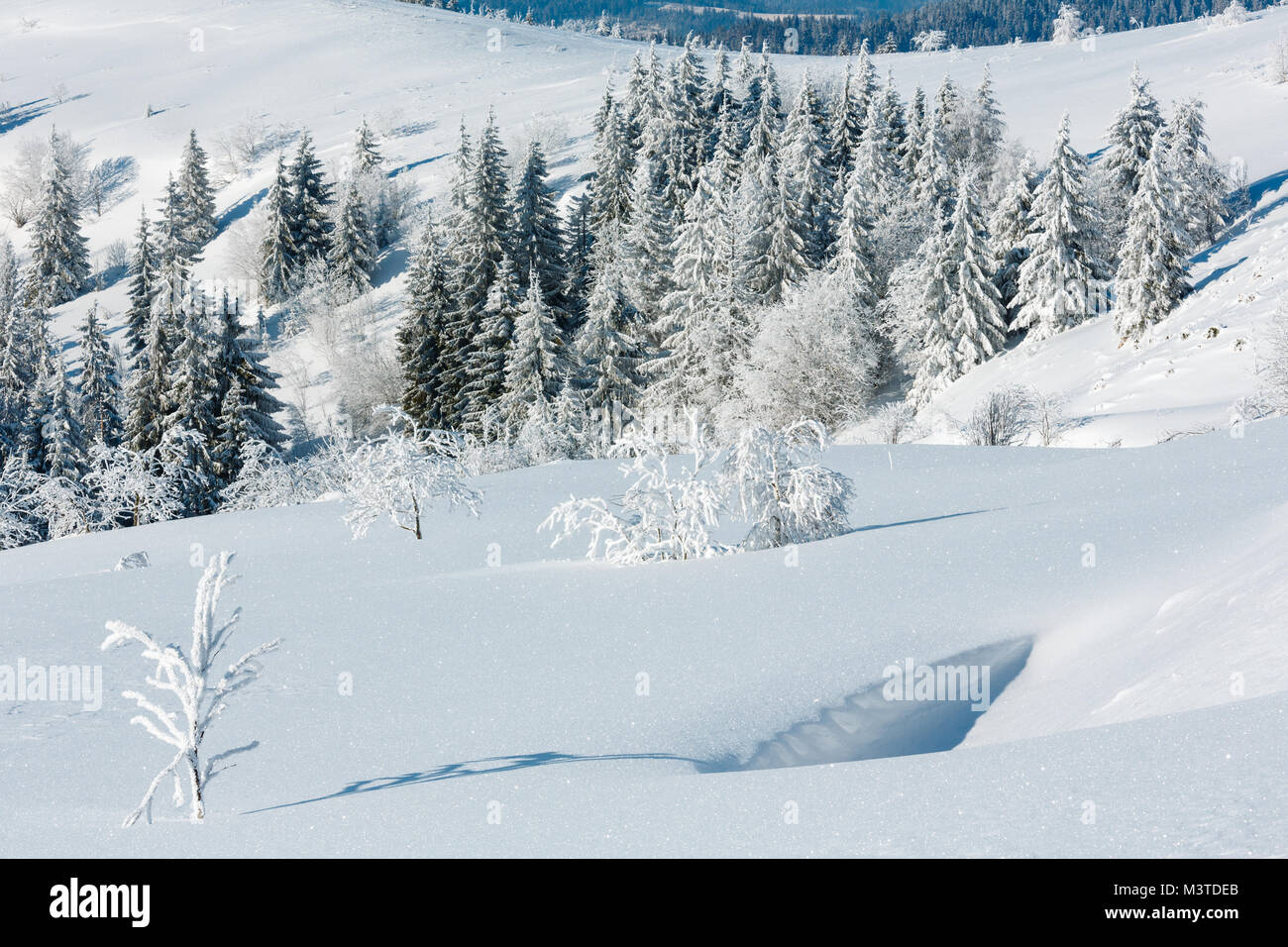 Winter calm mountain landscape with beautiful frosting trees and ...