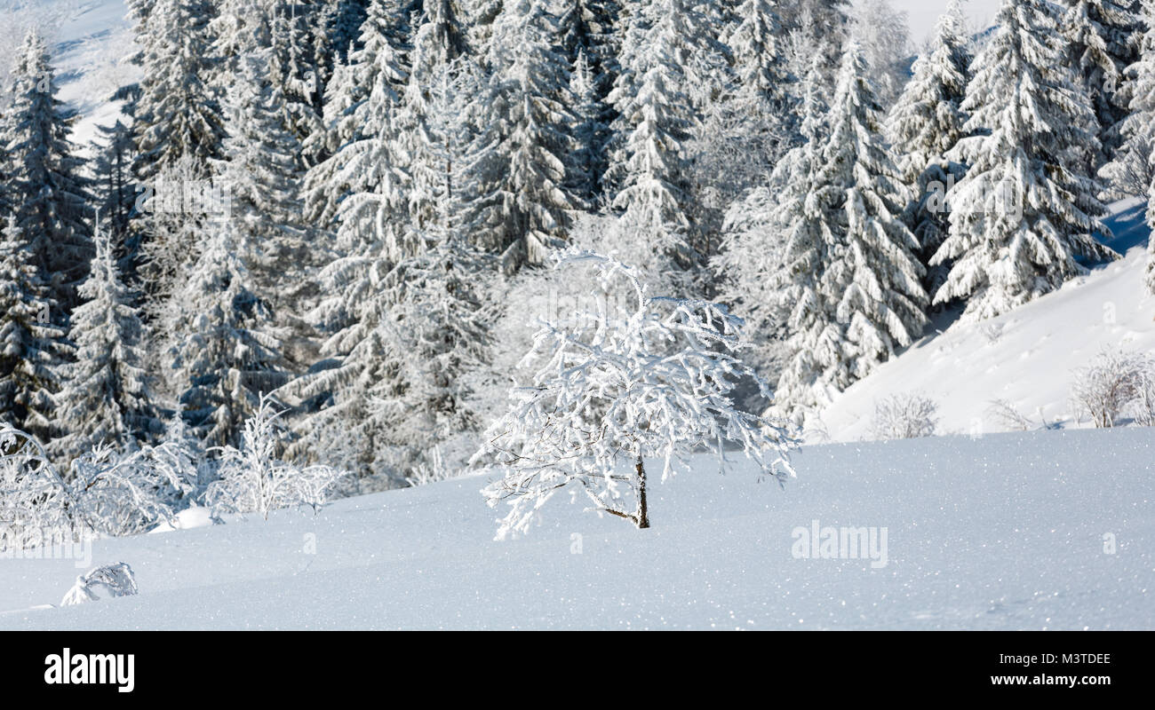 Winter calm mountain landscape with beautiful frosting trees and ...
