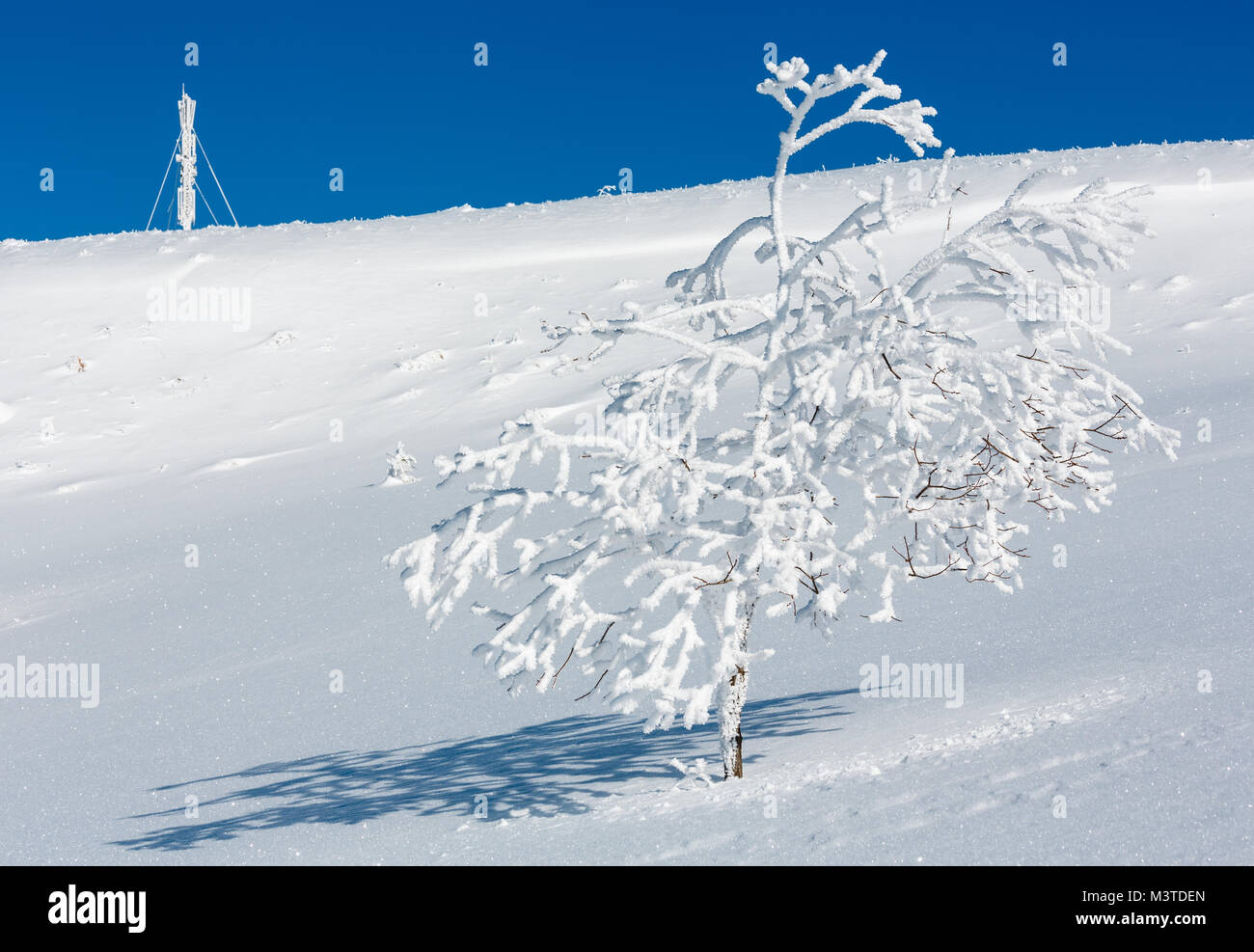 Beautiful winter rime frosting trees, communication tower and ...