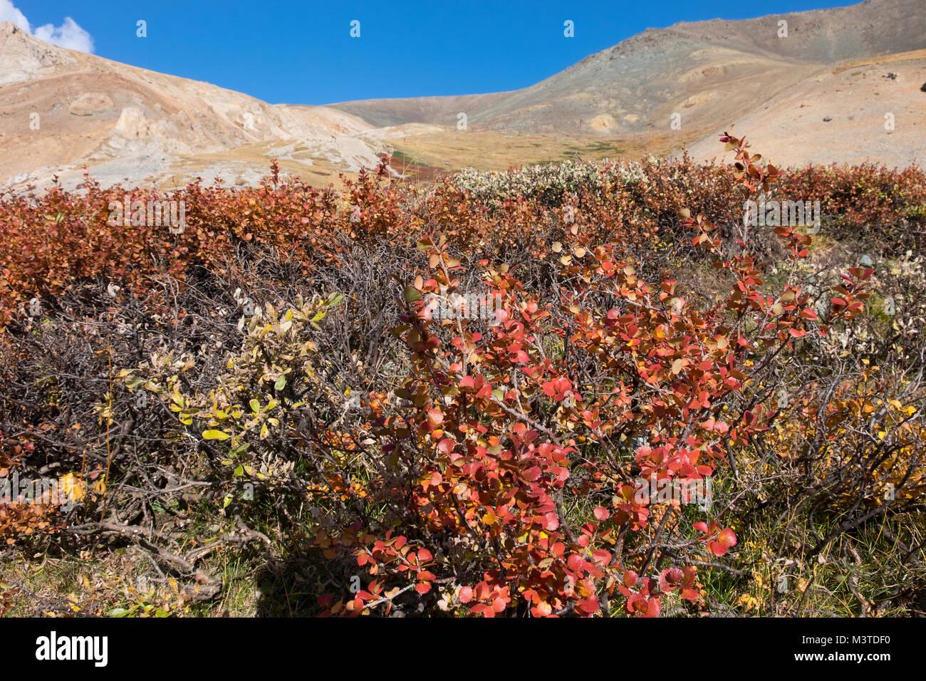 Fall colors in alpine tundra hi-res stock photography and images - Alamy