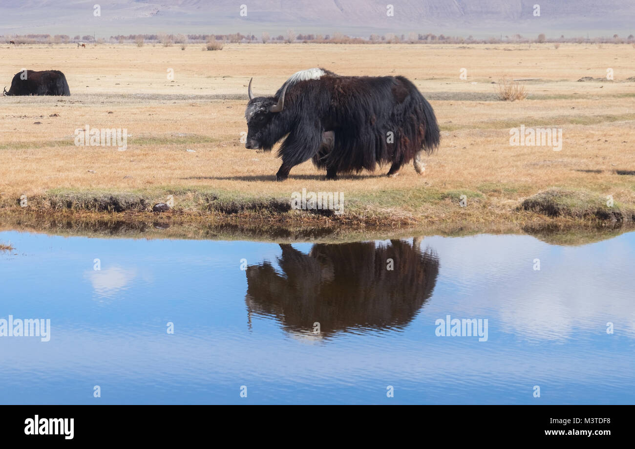 Black yak in the lake in the mountains Stock Photo - Alamy