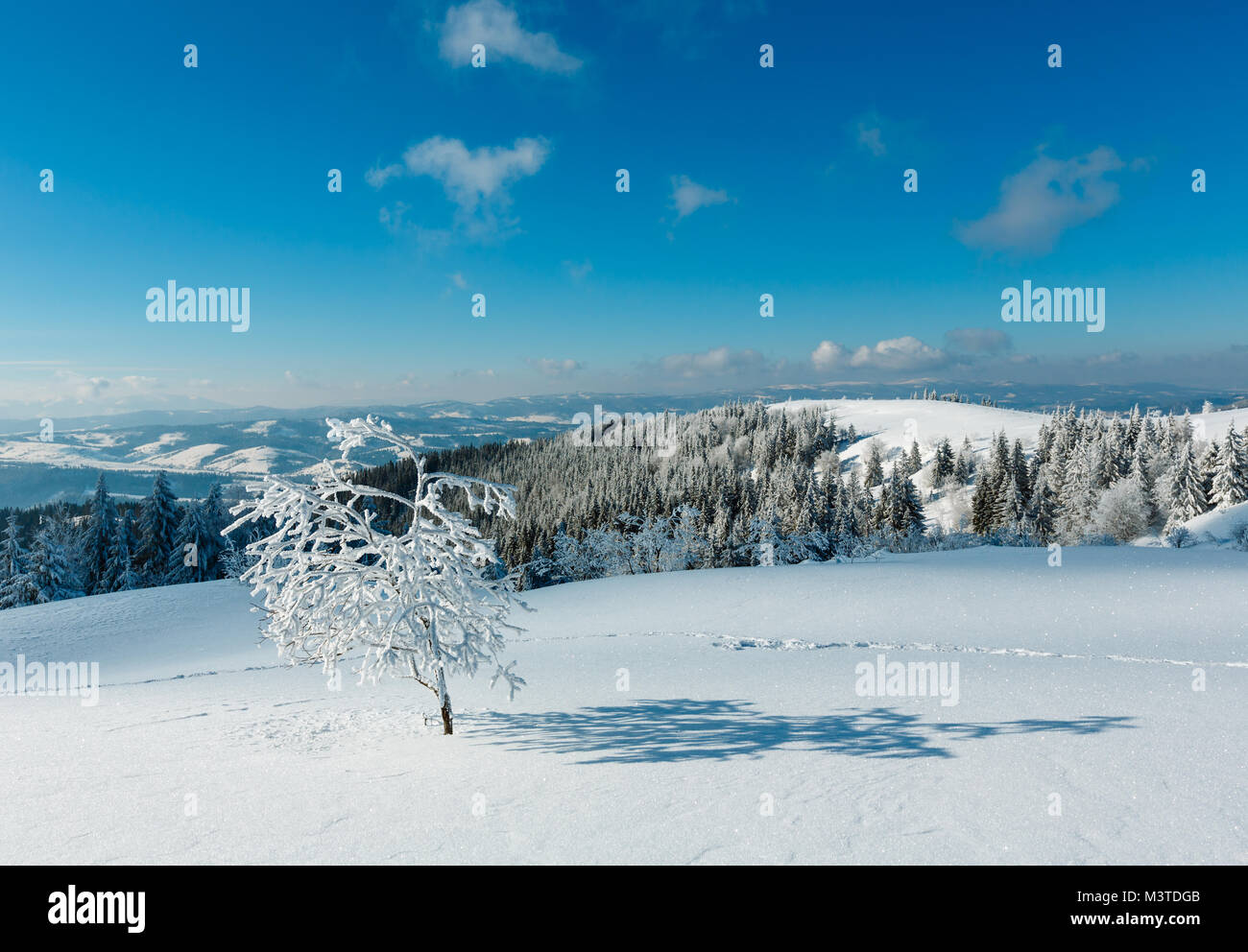 Winter calm mountain landscape with beautiful frosting trees and ...