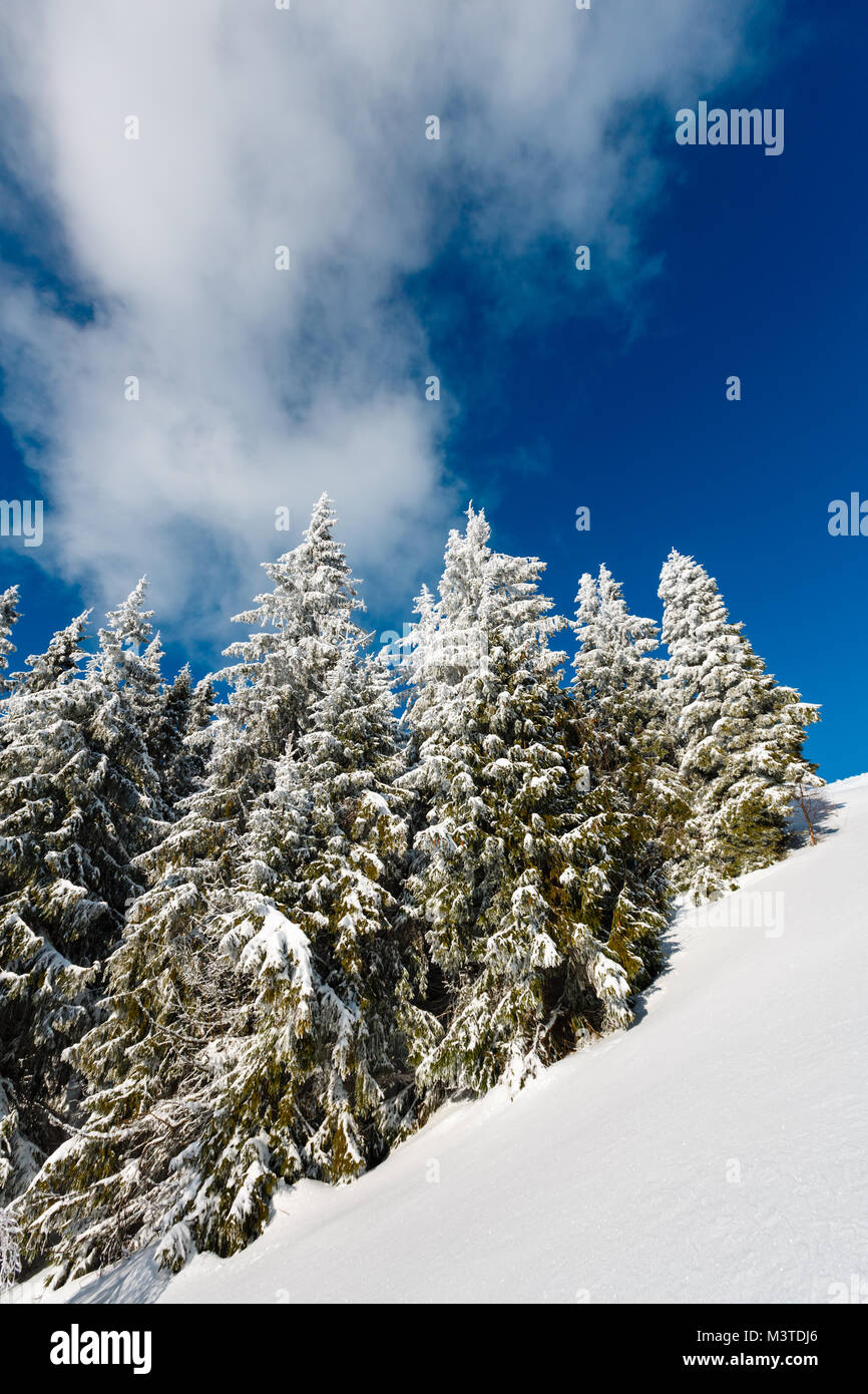 Winter calm mountain landscape with beautiful frosting trees and ...