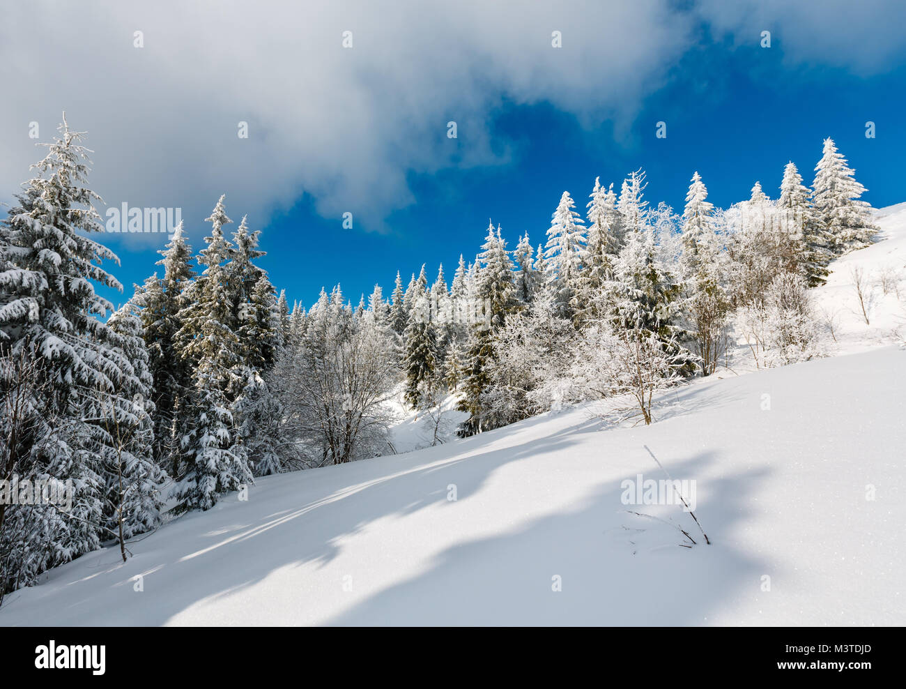 Winter calm mountain landscape with beautiful frosting trees and ...