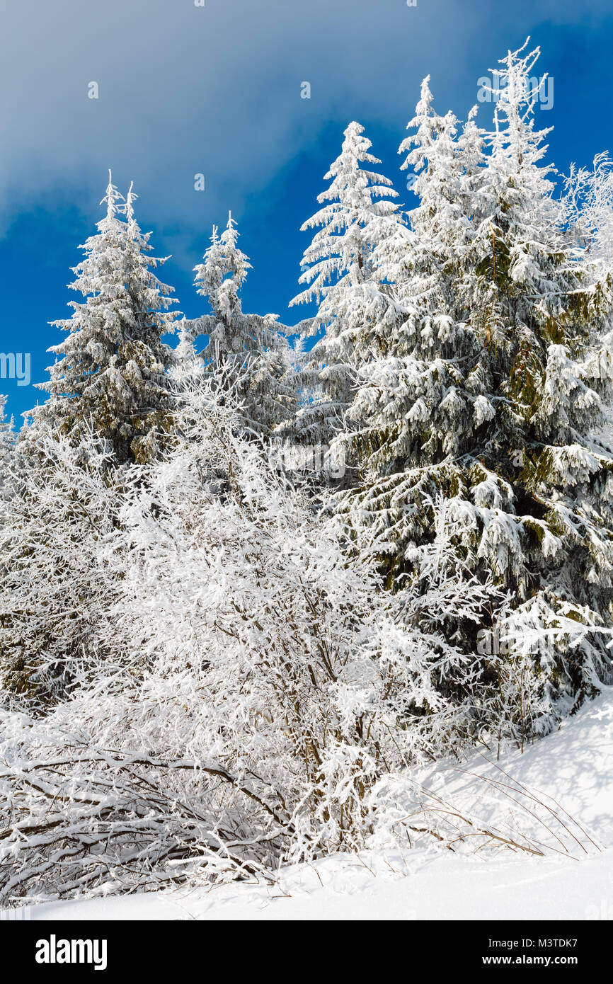 Winter calm mountain landscape with beautiful frosting trees and ...