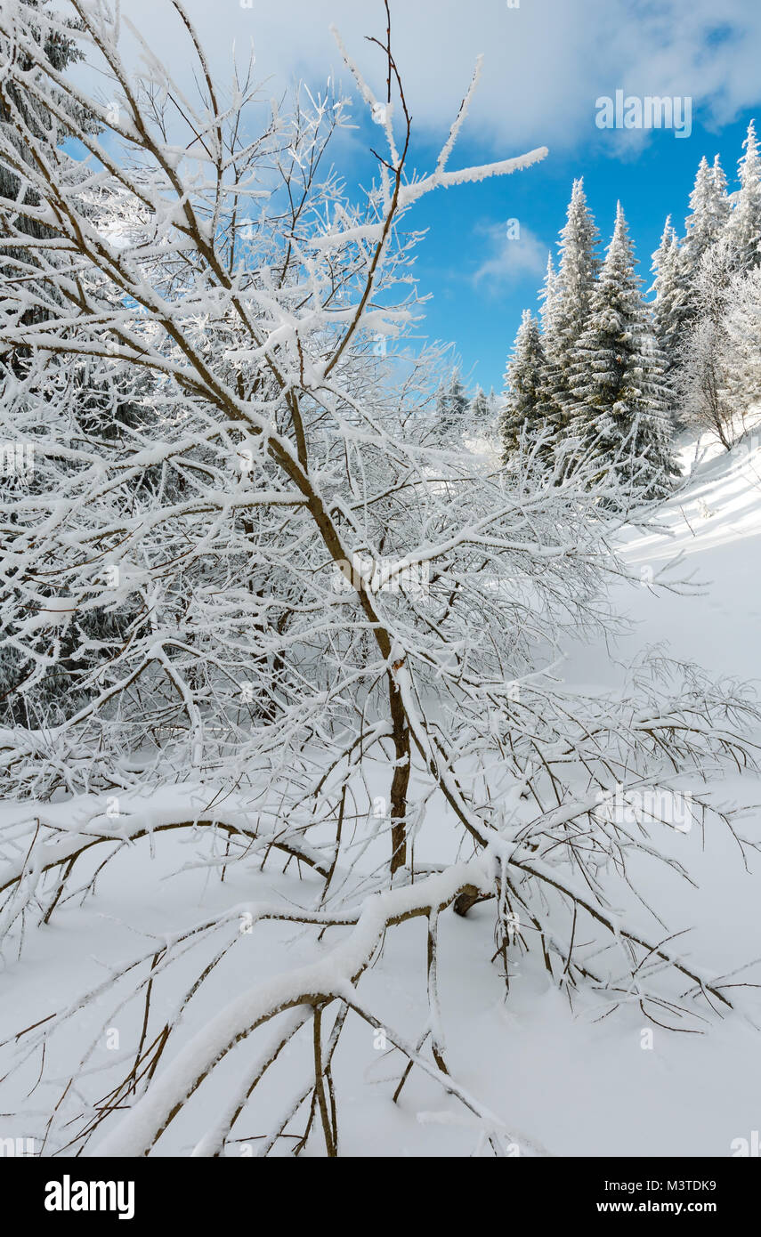 Winter calm mountain landscape with beautiful frosting trees and ...