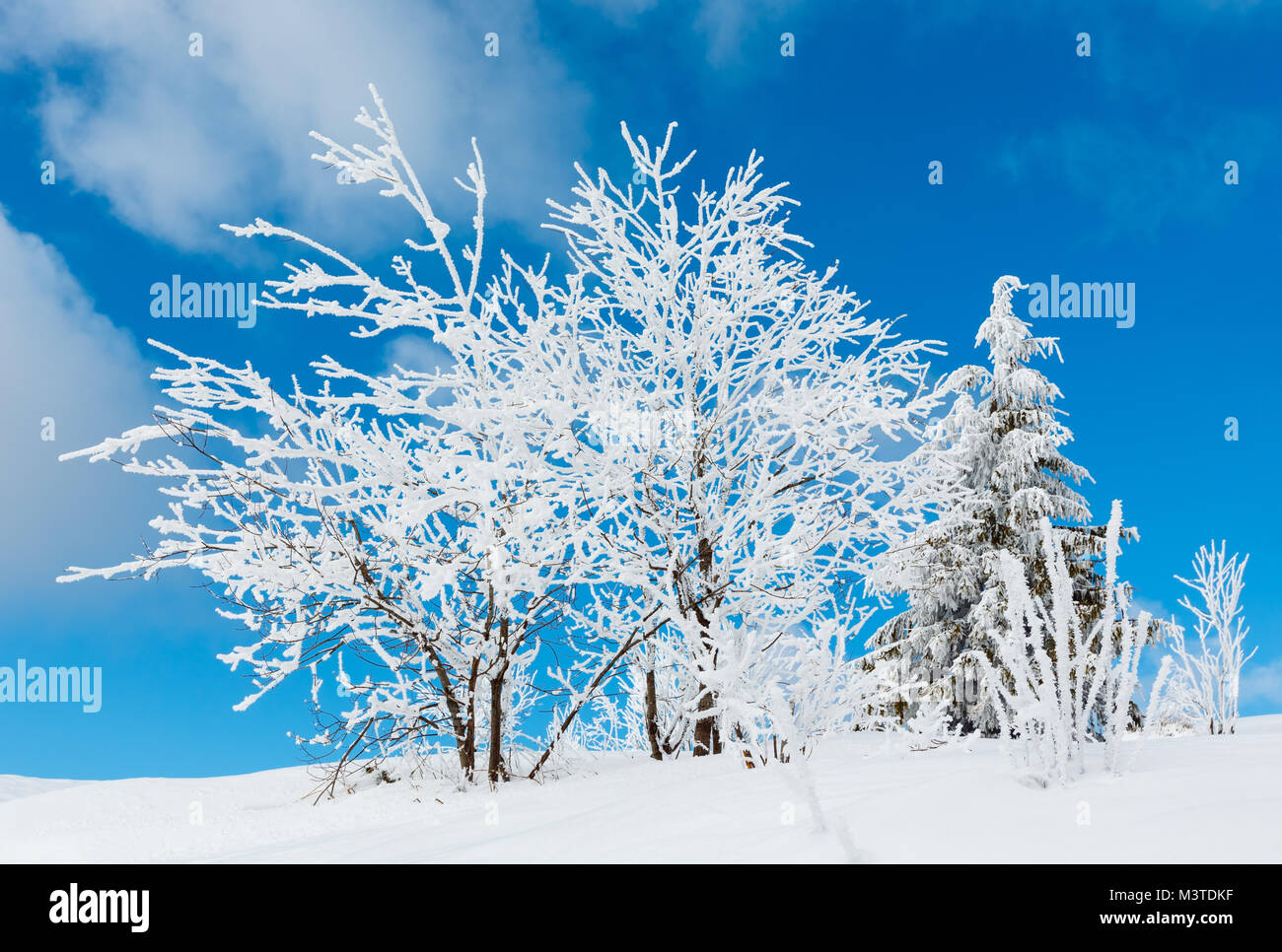 Winter calm mountain landscape with beautiful frosting trees and ...