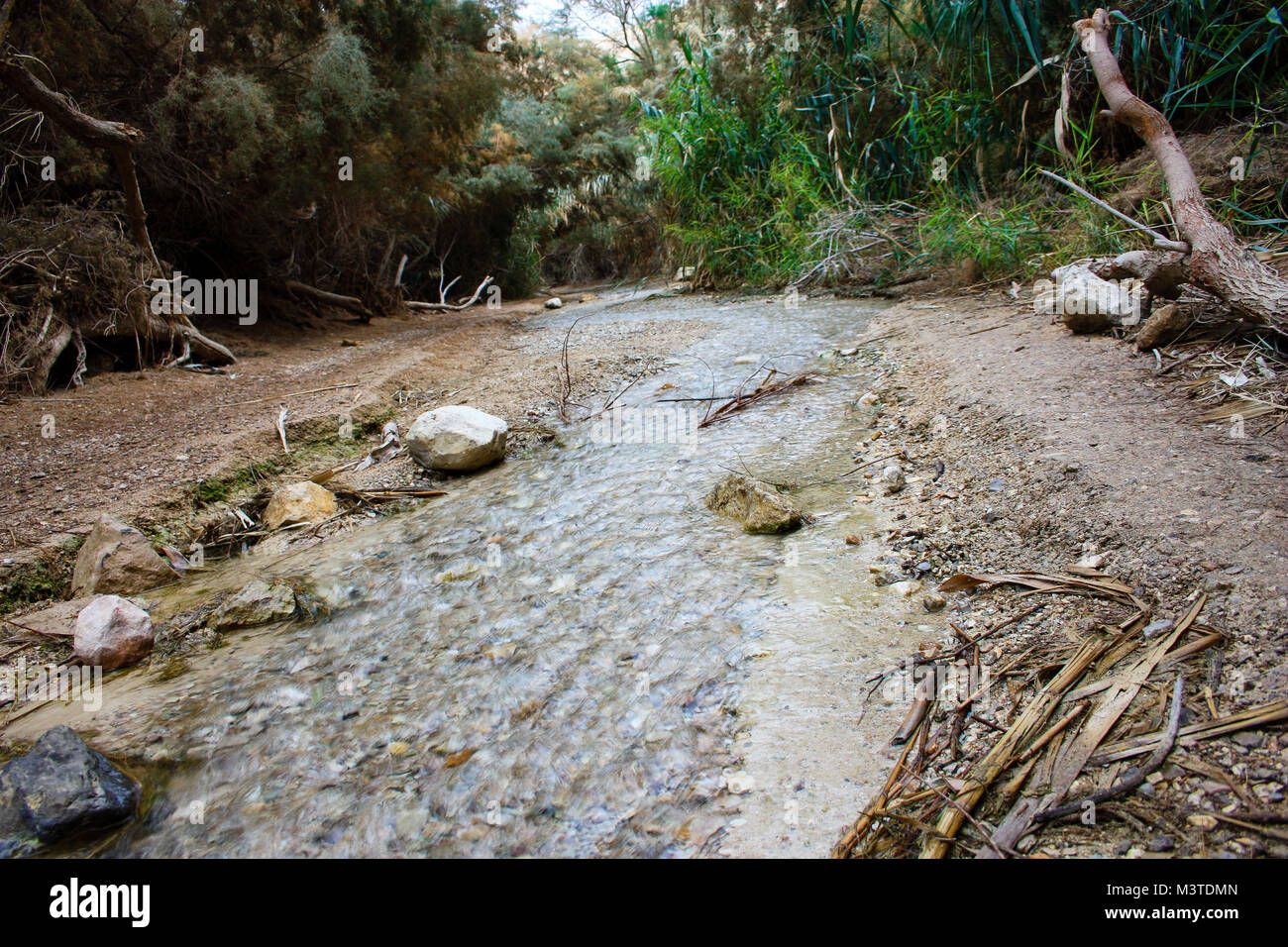 Nature in the Wadi Bokek reserve of the Judean desert in Israel Stock ...
