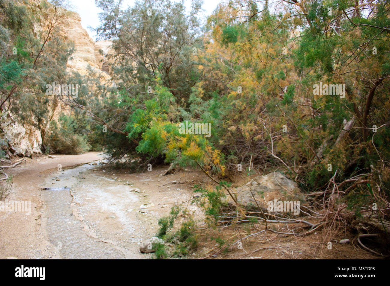 Nature in the Wadi Bokek reserve of the Judean desert in Israel Stock ...