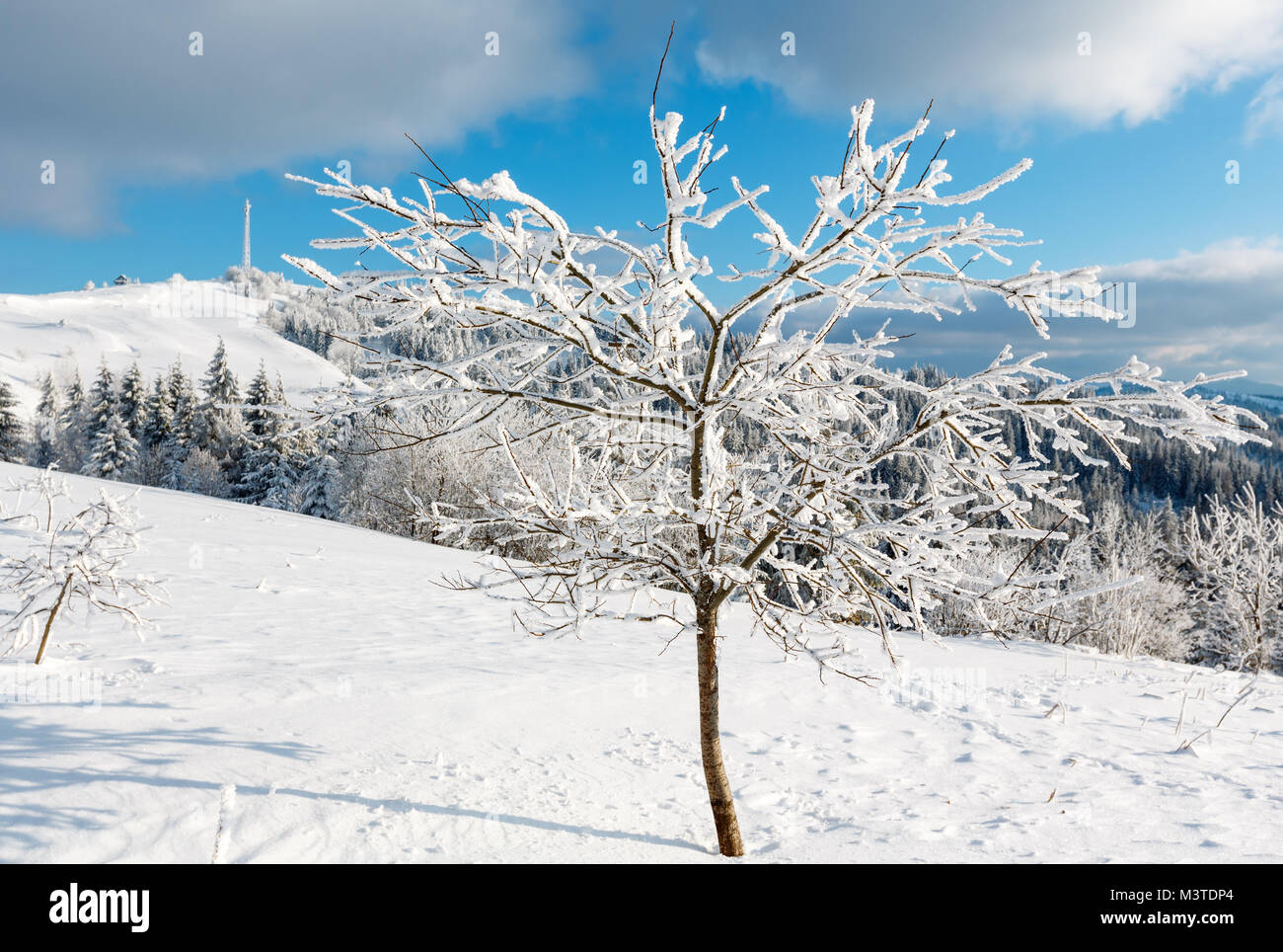Beautiful winter rime frosting trees, communication tower and ...