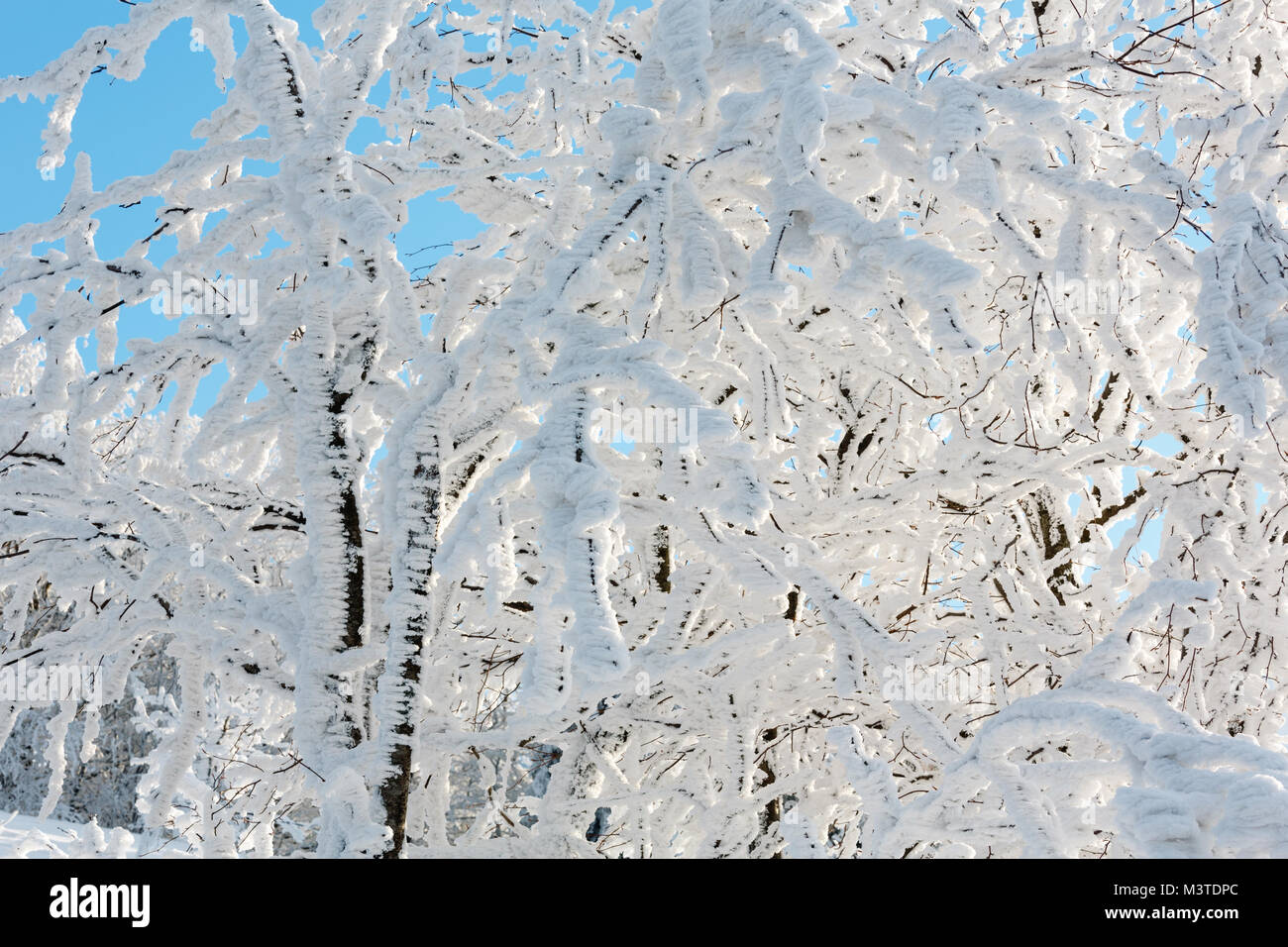 Beautiful winter snow cowered and rime frosting tree on mountain slope ...