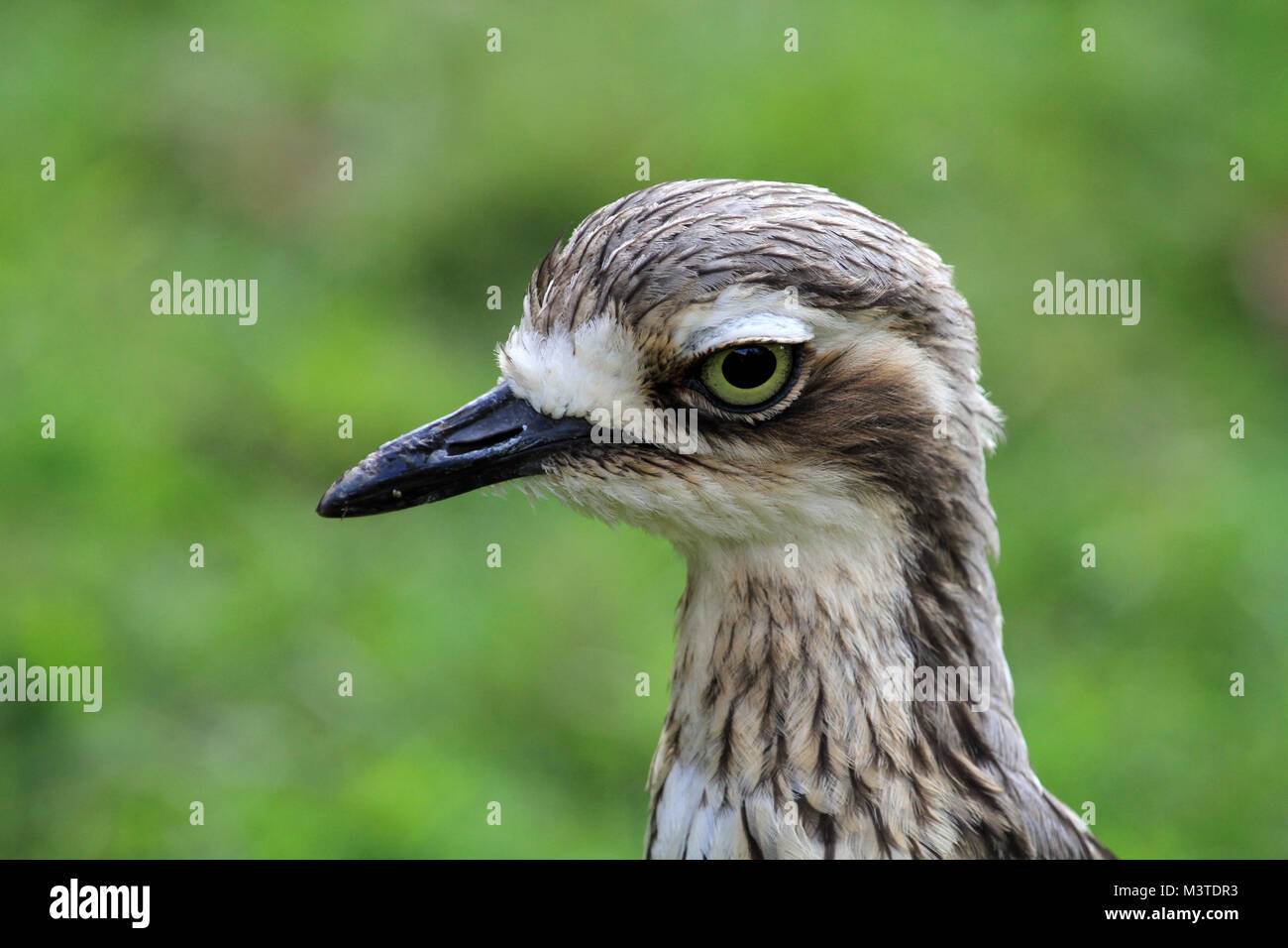 Bush stone-curlew, Queensland, Australia Stock Photo - Alamy