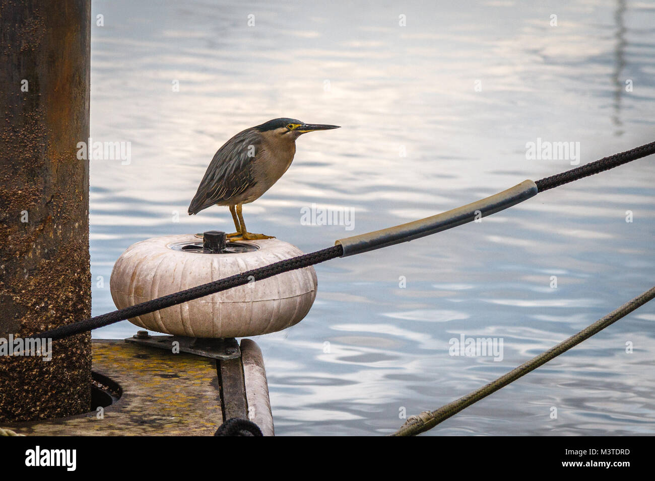 Australian bittern hi-res stock photography and images - Alamy