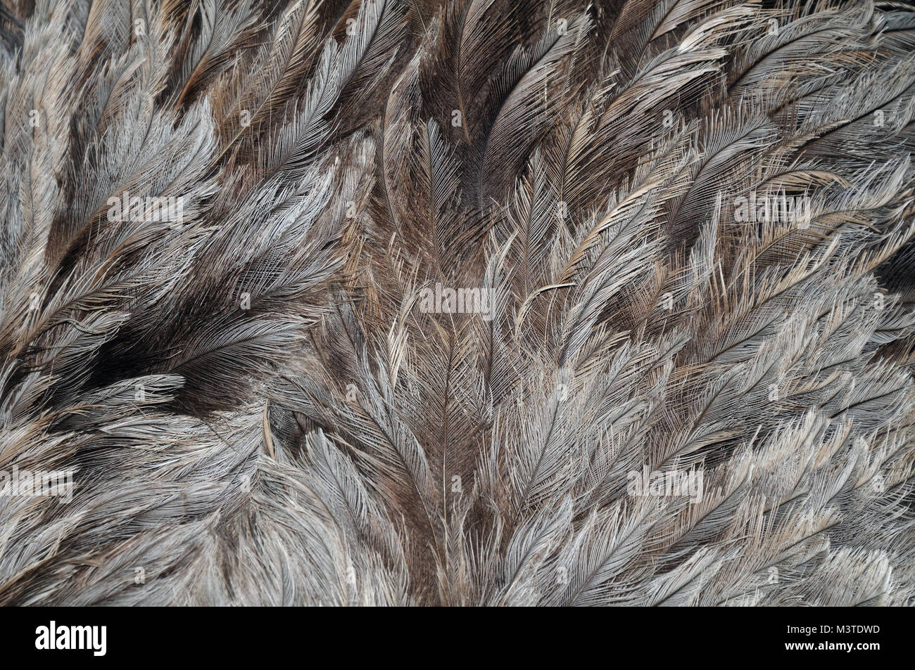 soft feathers of a rhea Stock Photo - Alamy