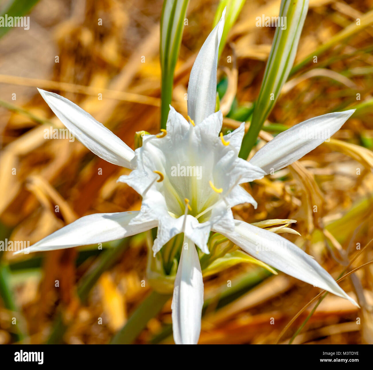 Sea lily, herbaceous plant with white flowers, large and scented ...