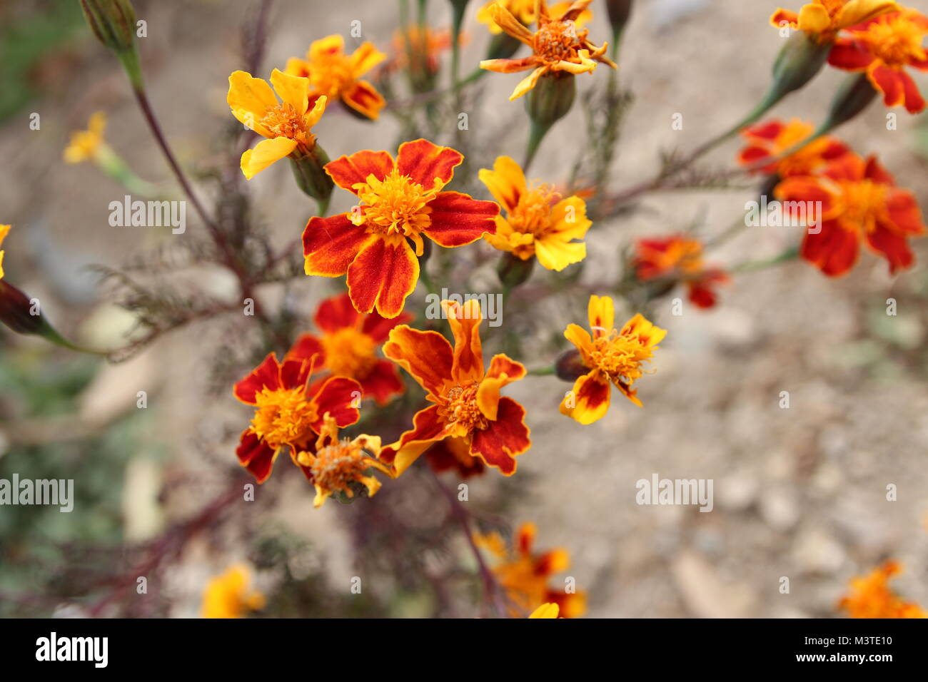 Blossom Orange Flame Marigold in autumn, South Korea Stock Photo - Alamy