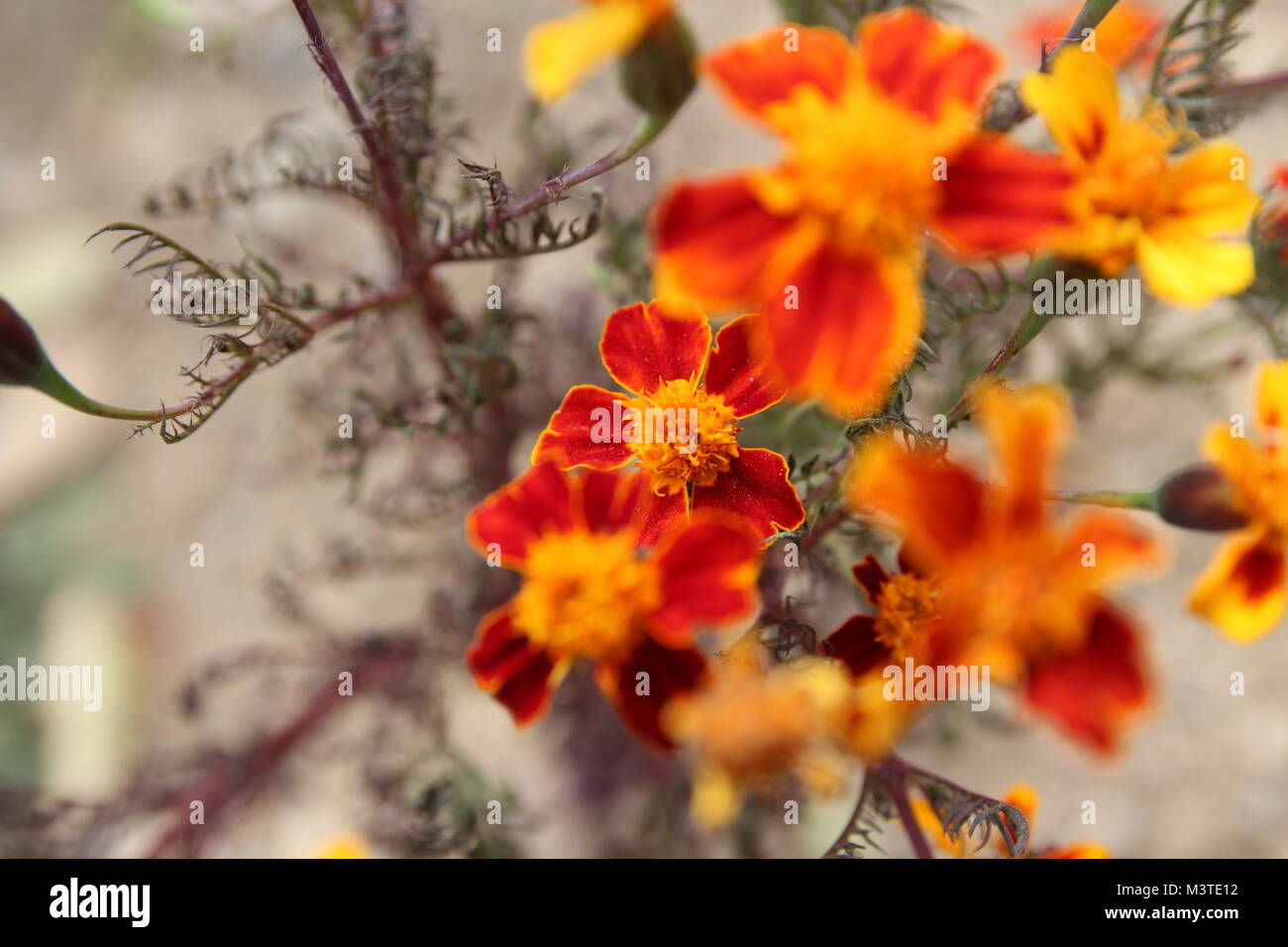 Blossom Orange Flame Marigold in autumn, South Korea Stock Photo - Alamy