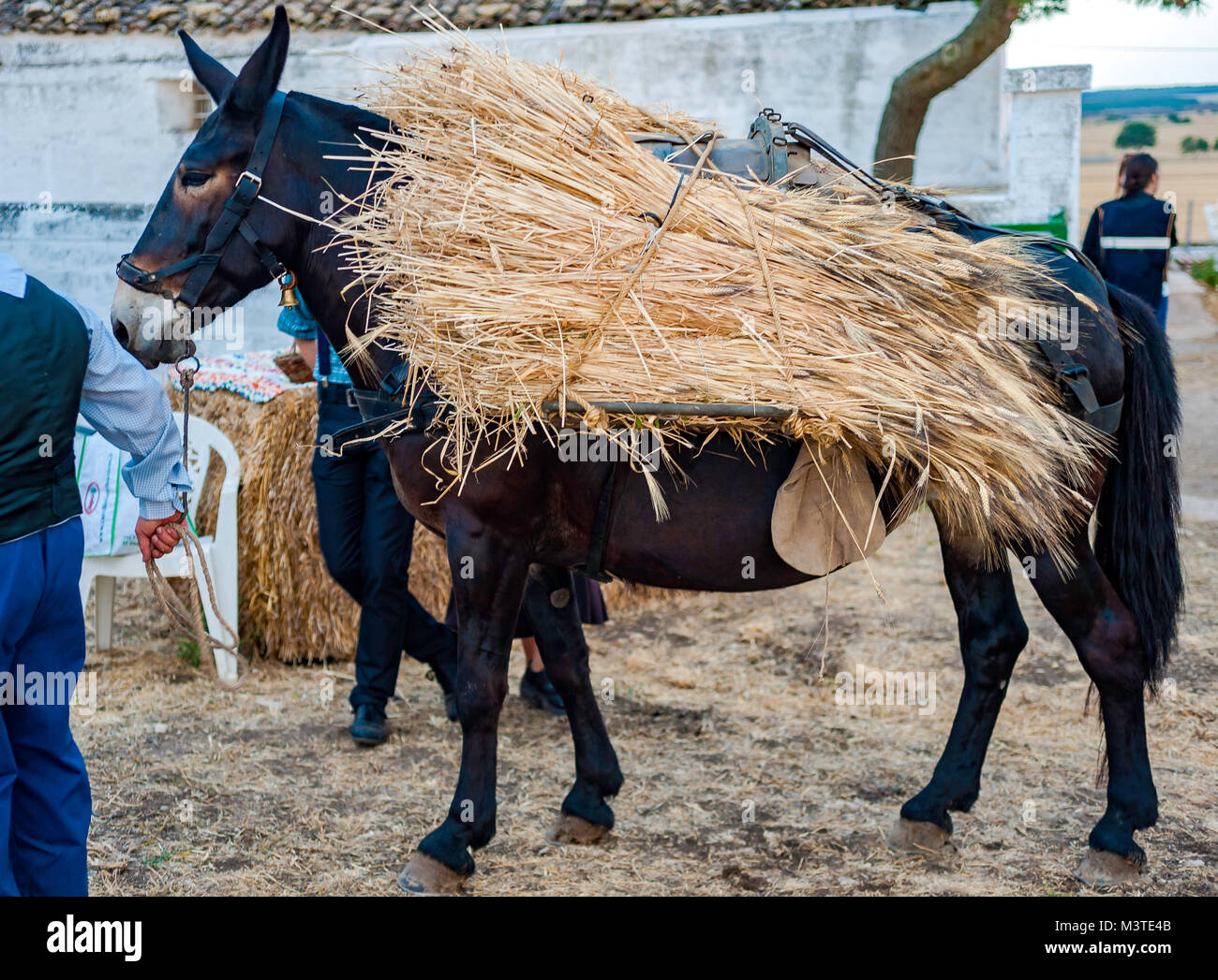 Animal soma (donkey, mule, etc.) Loaded with leather saddlebags and ...