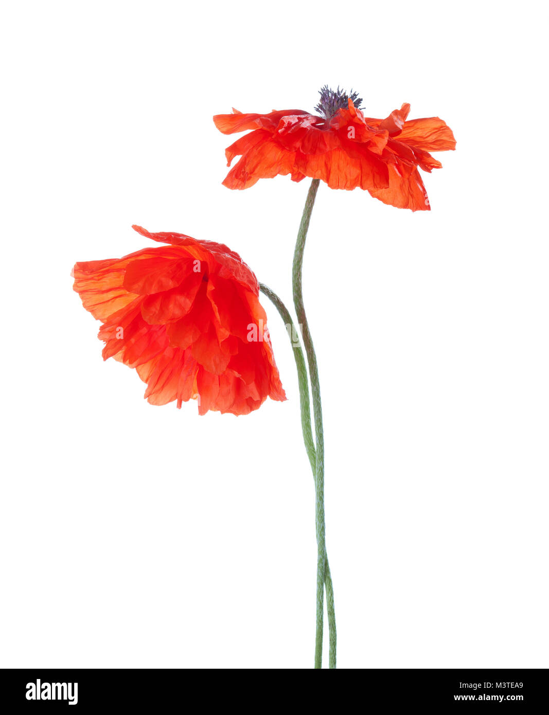 Two red poppies isolated on white background Stock Photo - Alamy