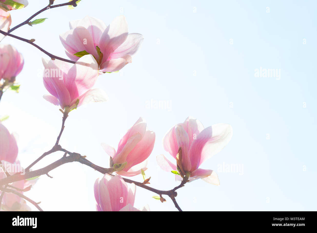 Magnolia flower border frame pink hi-res stock photography and images ...