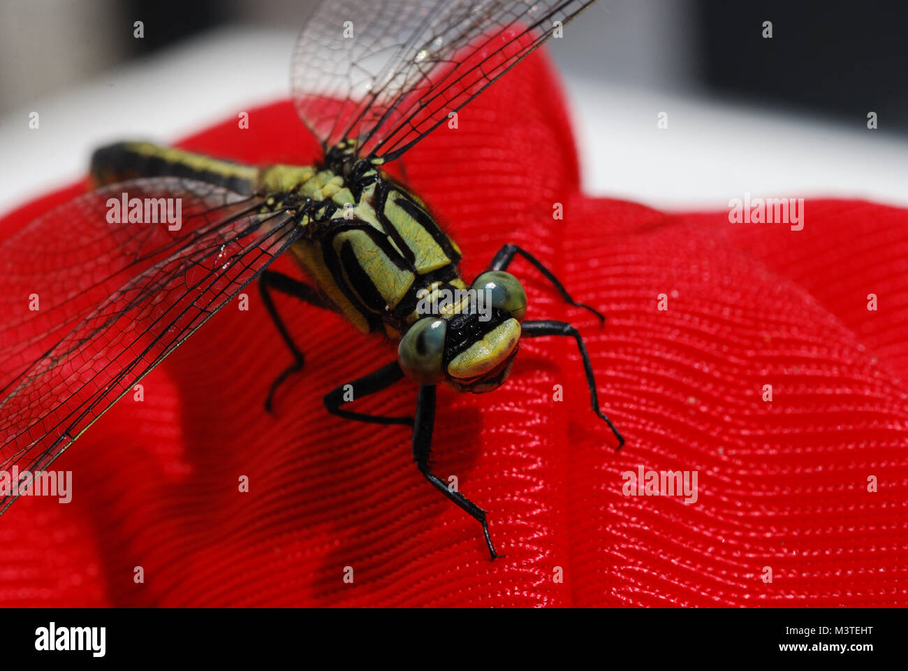 large dragonfly sitting on a red plastic in the sun Stock Photo - Alamy