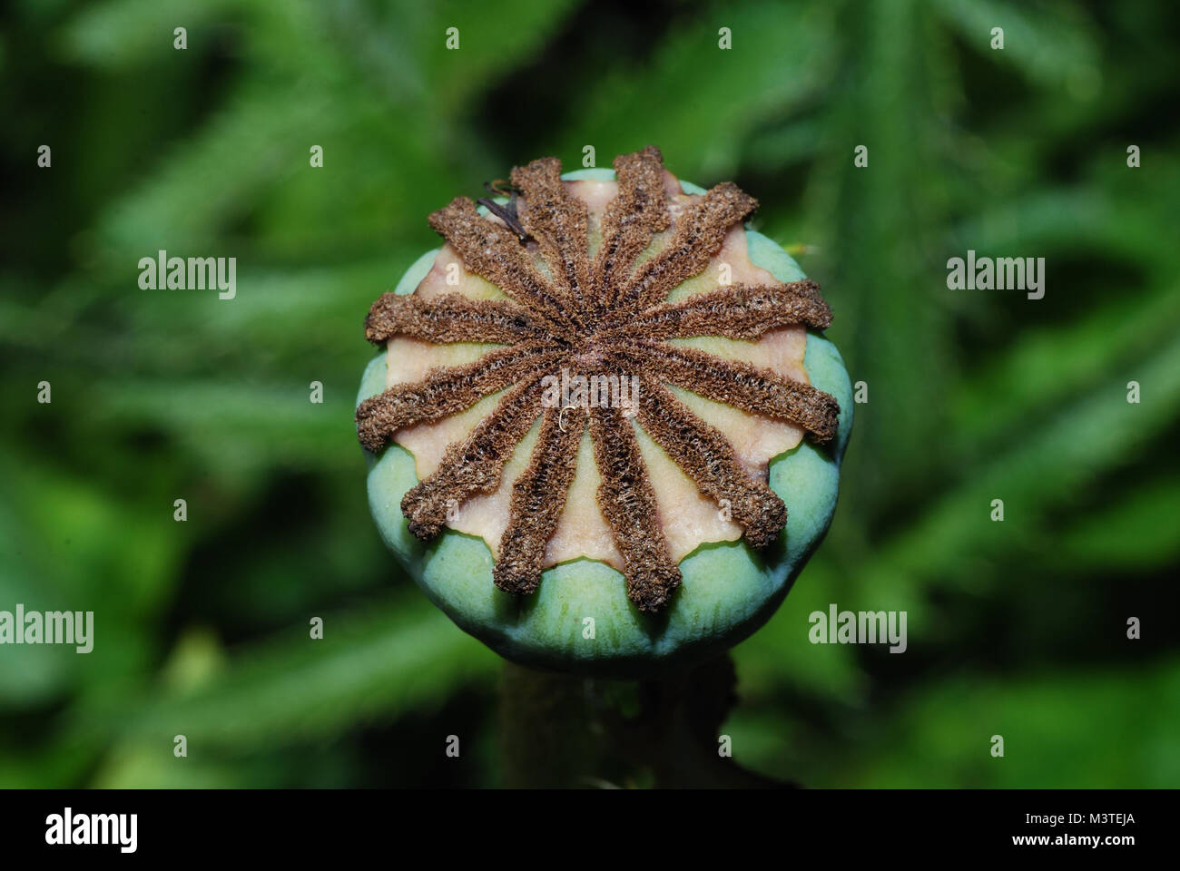 mature poppy seeds in garden and summer Stock Photo - Alamy