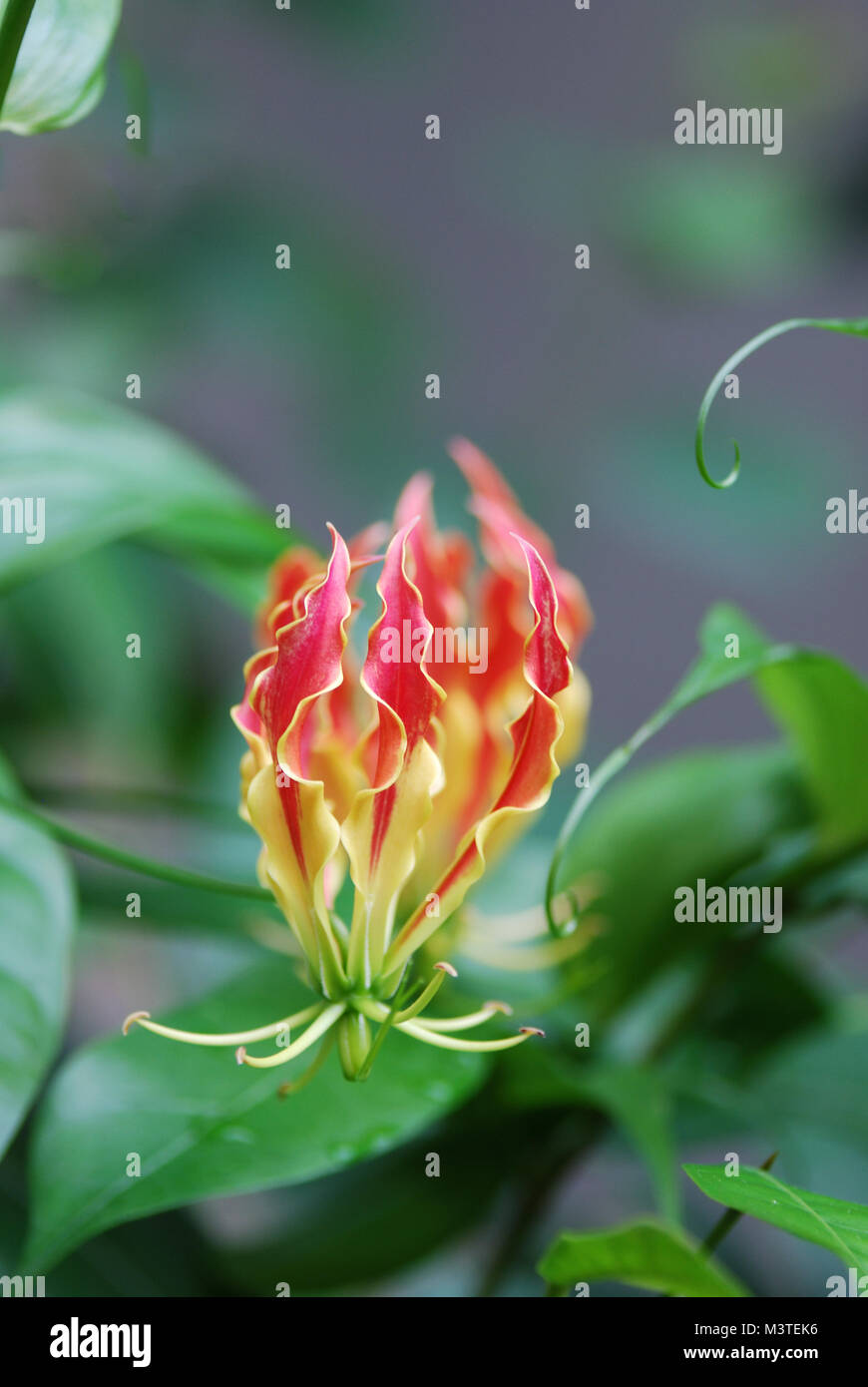 beautiful red colored yellow bloom from the rainforest Stock Photo - Alamy