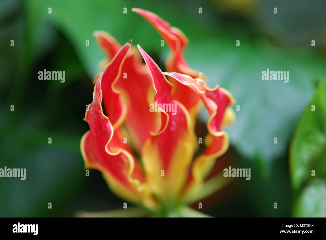 beautiful red yellow bloom from the rainforest portrait photo Stock ...