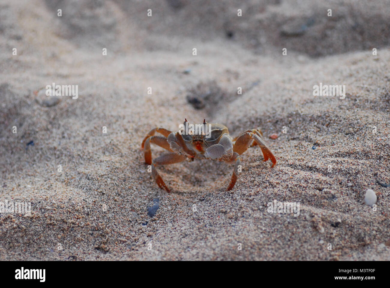 Shrimp crawling hi-res stock photography and images - Alamy