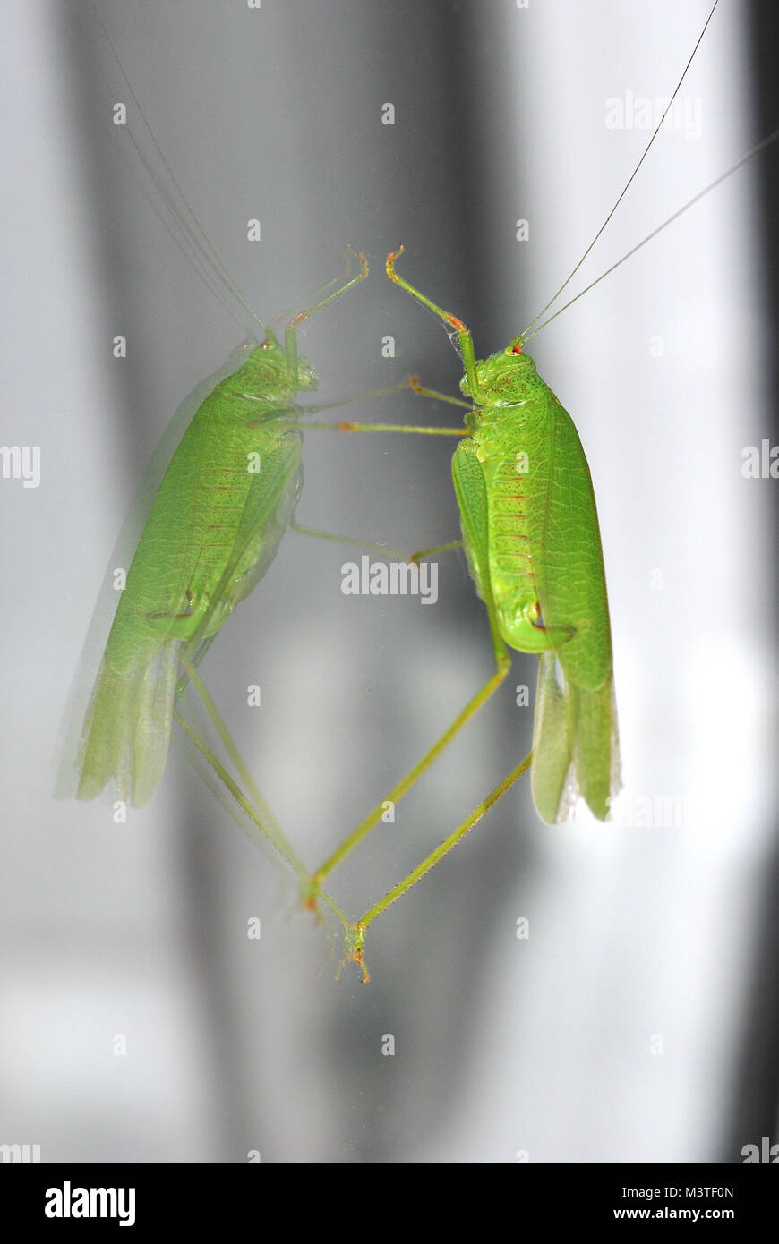 large green grasshopper sitting on a glass pane on the window Stock ...