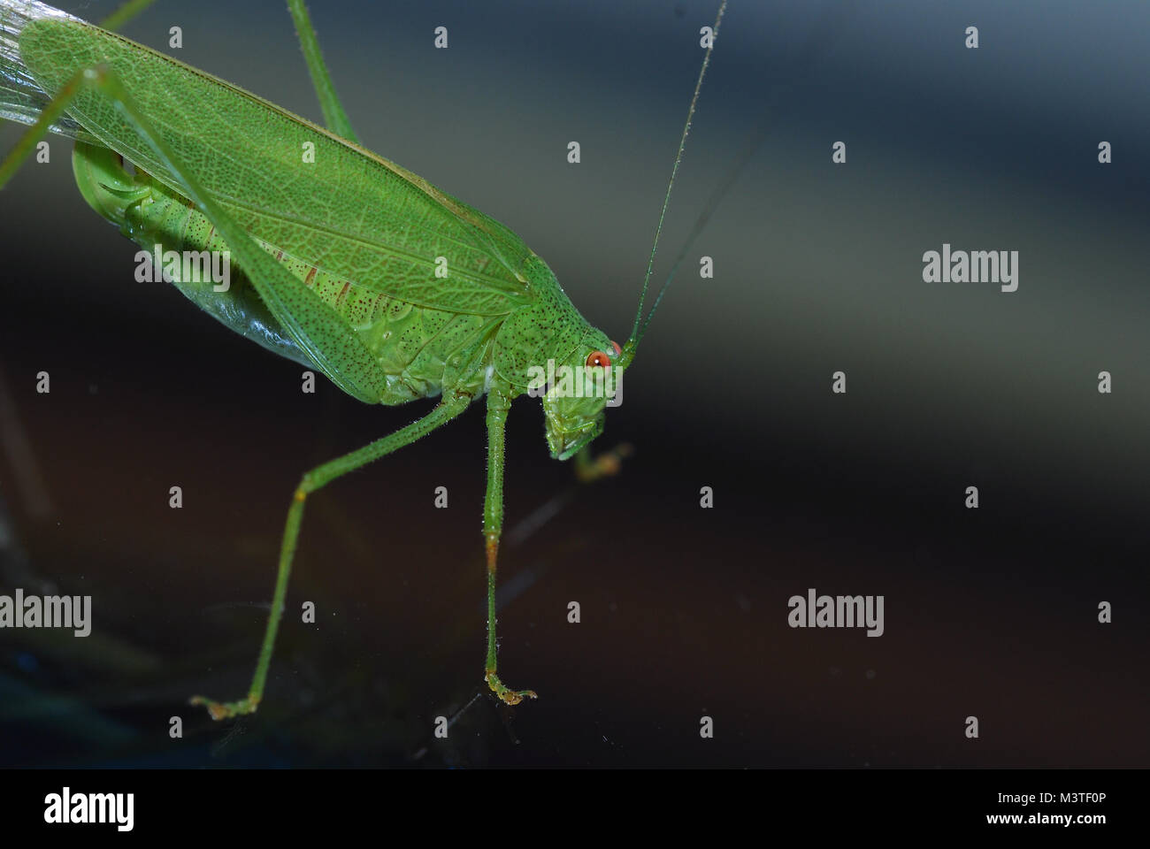 Grasshopper In Sunshine High Resolution Stock Photography and Images ...