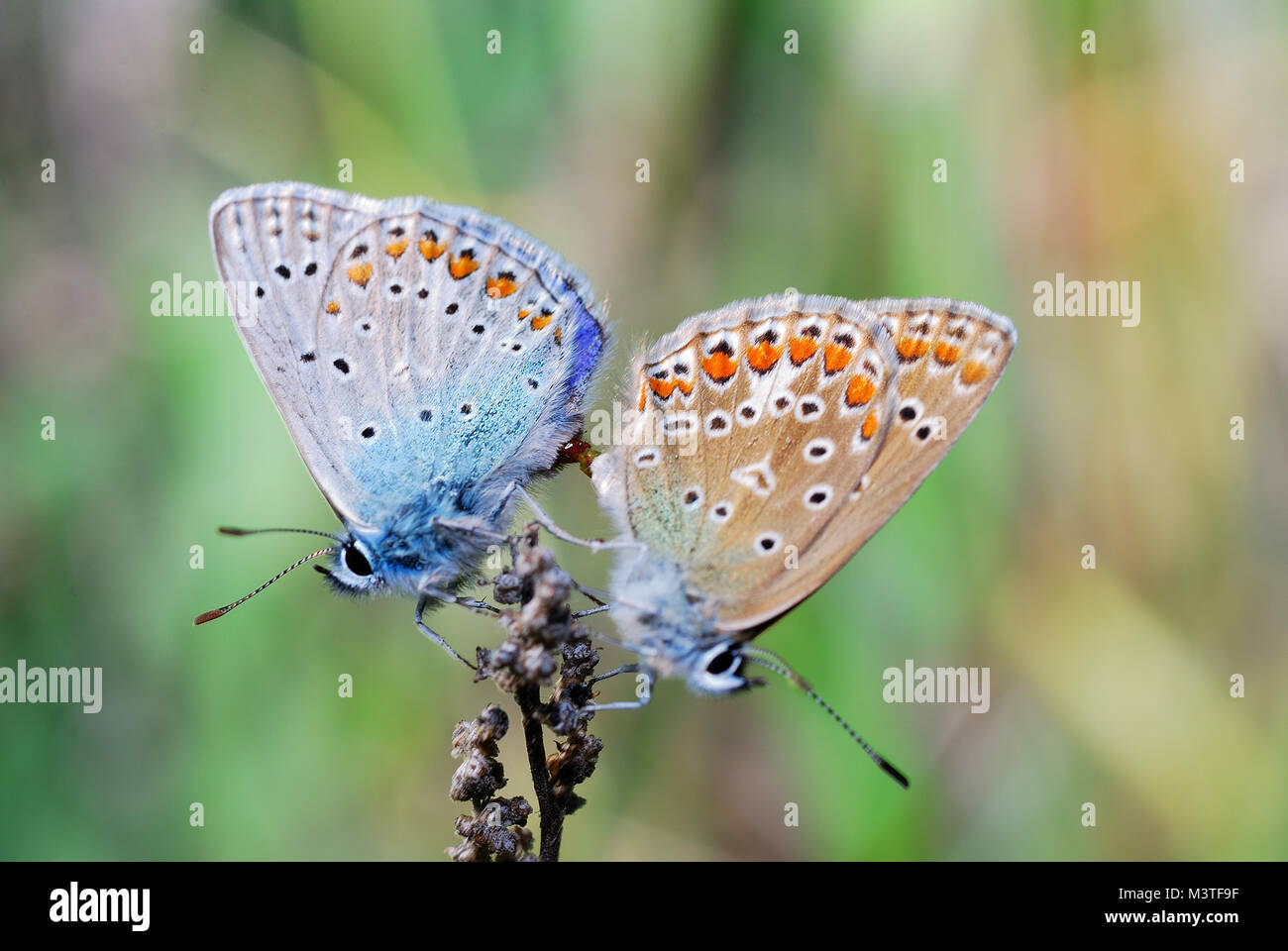 two butterflies are sitting together on a flower Stock Photo - Alamy