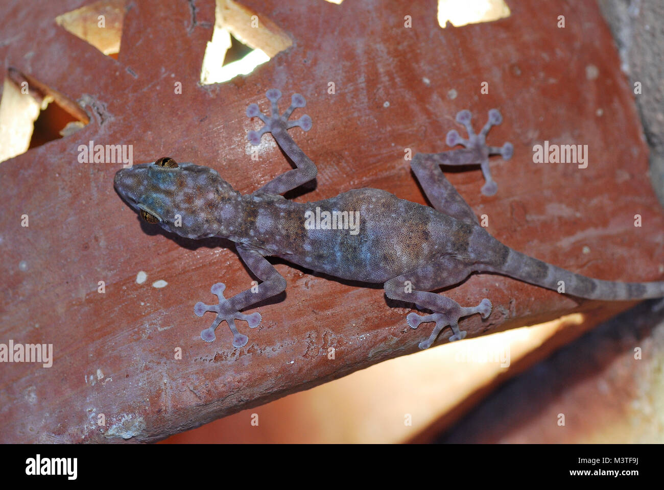 Egyptian gecko hi-res stock photography and images - Alamy