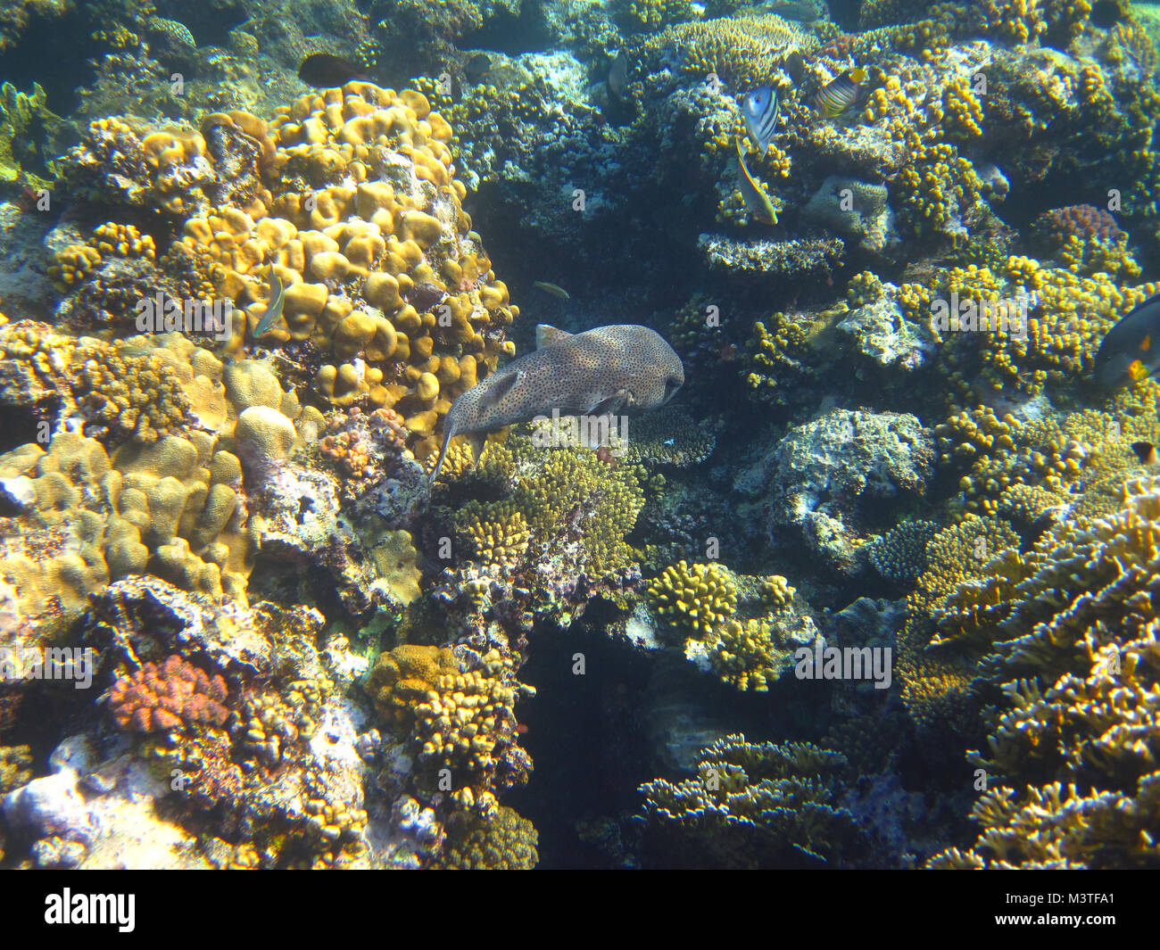 large dotted fish between many colorful coral in the sea egypt Stock ...