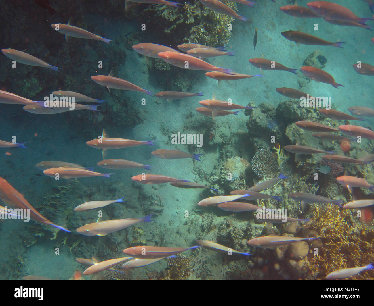 many fish with blue tail between coral in the sea Stock Photo - Alamy