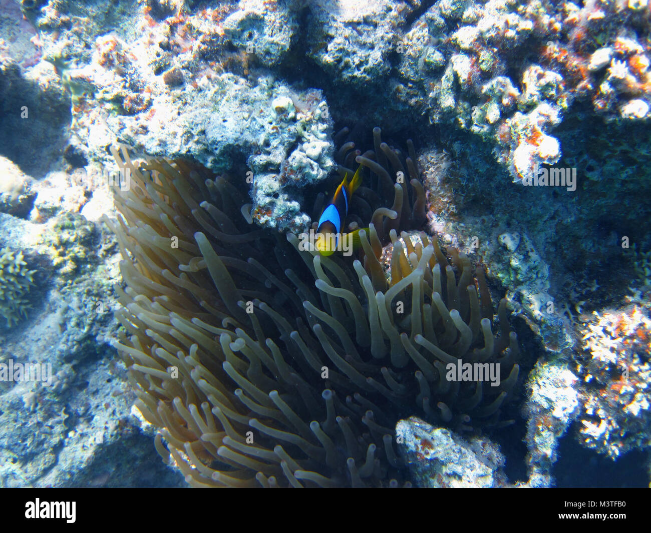 little nemo fish in the sea anemone and coral between Egypt Stock Photo ...