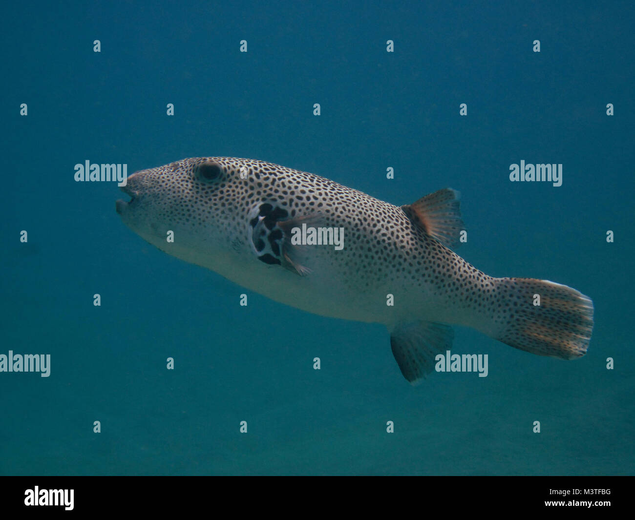 very large fish with a lot of points open the mouth to the sea Stock ...