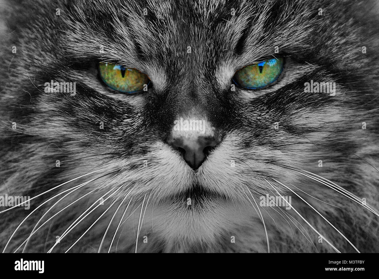 cat looking at the camera with a sharp looking Stock Photo - Alamy